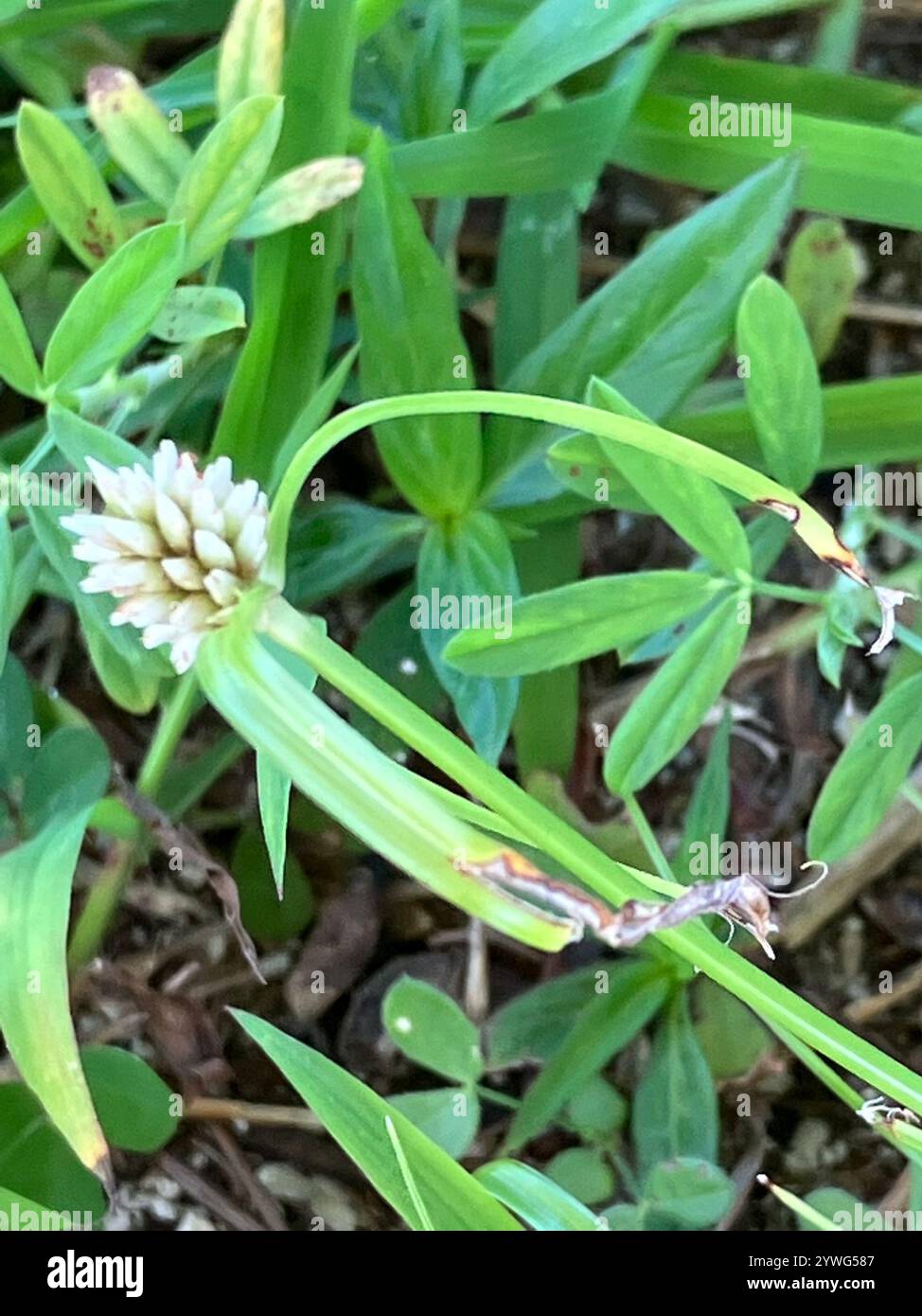 soft sedge (Cyperus dubius Stock Photo - Alamy