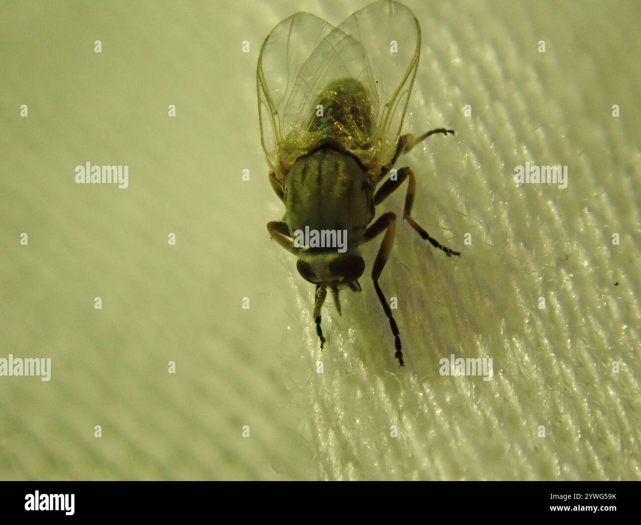 Black Flies (Simuliidae Stock Photo - Alamy