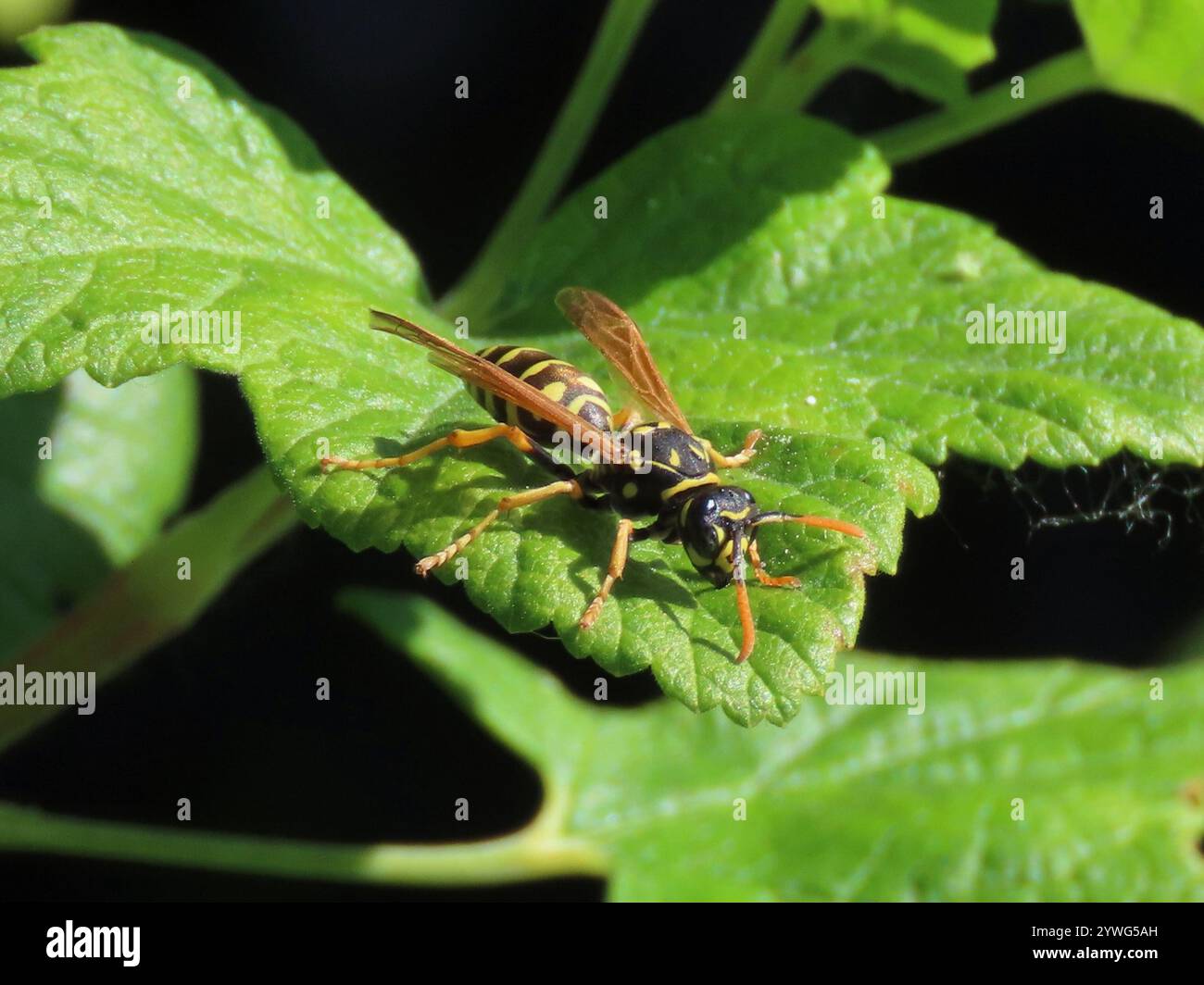 European Paper Wasp (Polistes dominula Stock Photo - Alamy