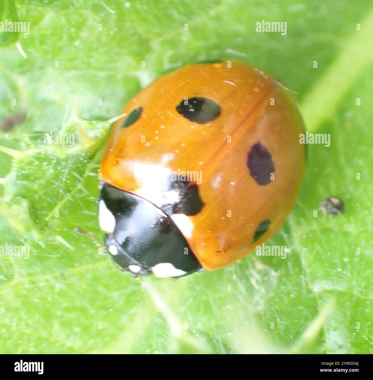 Seven-spotted Lady Beetle (Coccinella septempunctata Stock Photo - Alamy