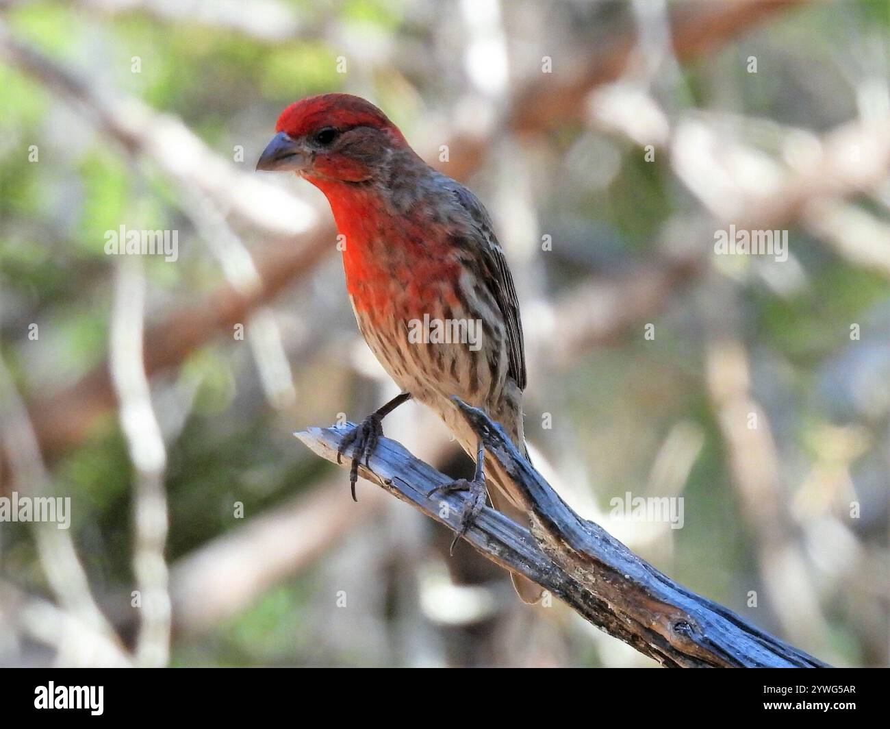 House Finch (Haemorhous mexicanus Stock Photo - Alamy