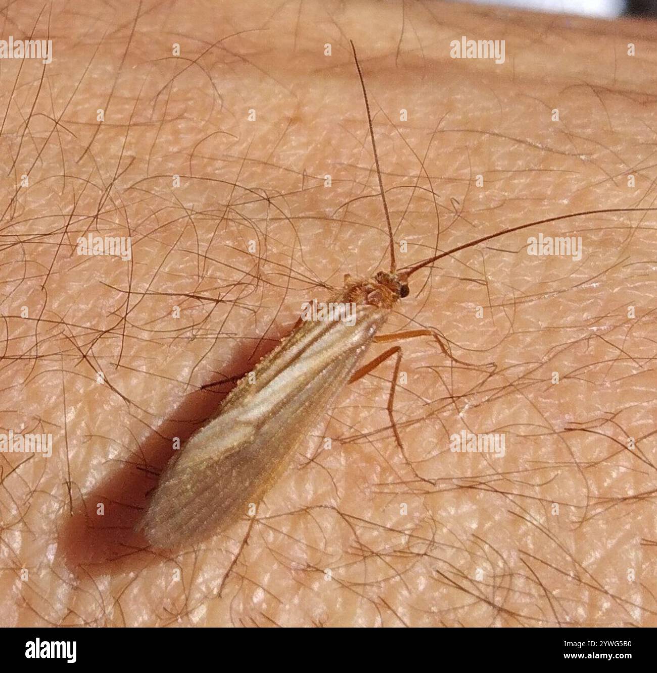 Northern Caddisflies (Limnephilidae Stock Photo - Alamy