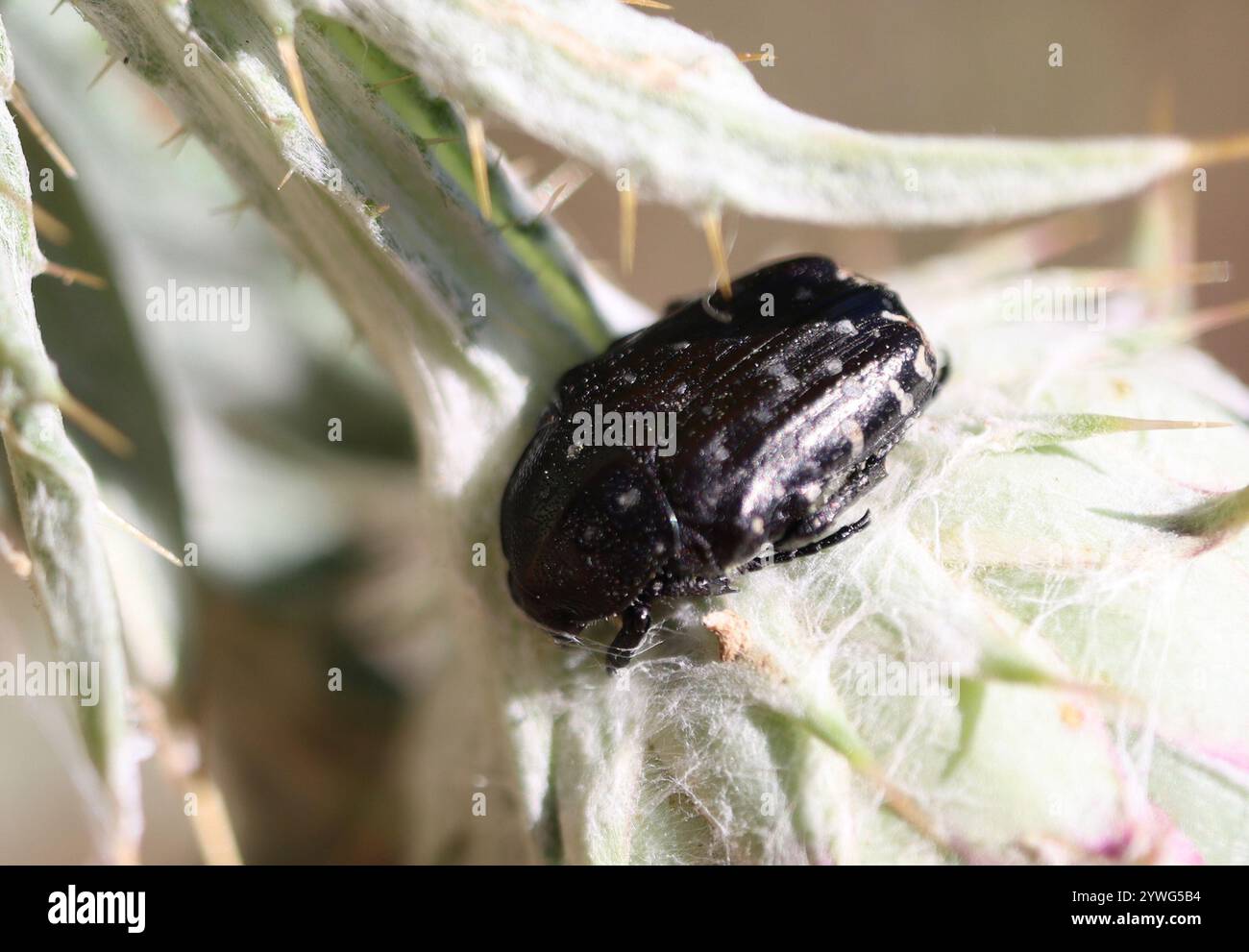 Mediterranean Spotted Chafer (Oxythyrea funesta Stock Photo - Alamy