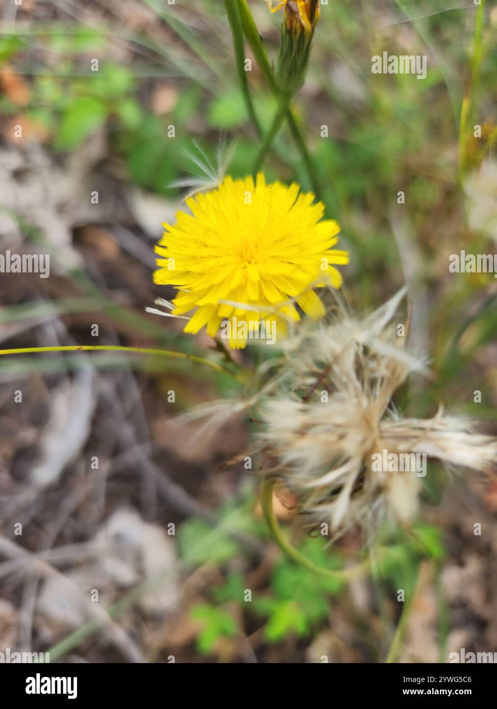 Common Cat's-ear (Hypochaeris radicata Stock Photo - Alamy