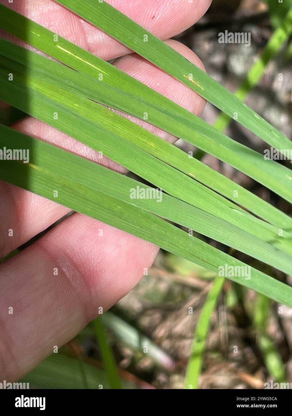 Slender Blue Flag (Iris prismatica Stock Photo - Alamy