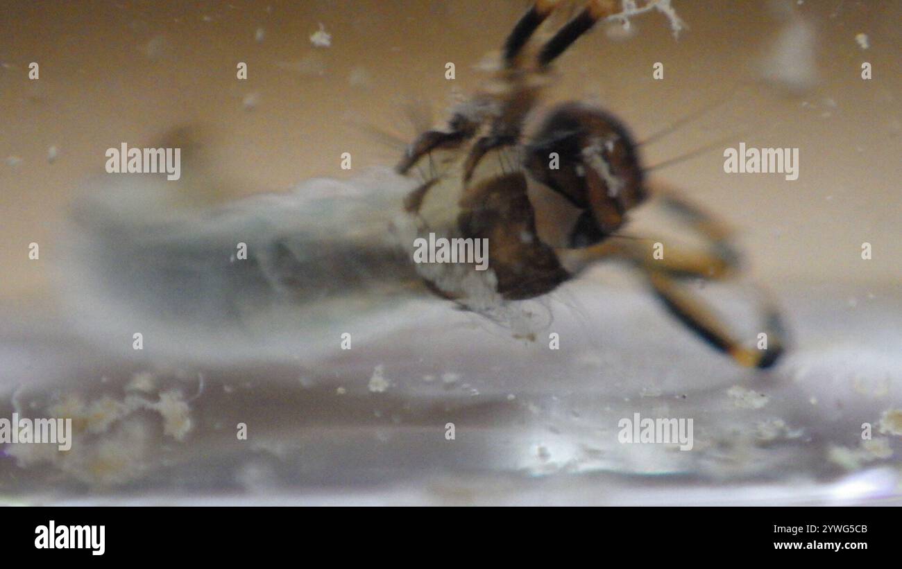 Humpless Casemaker Caddisflies (Brachycentridae Stock Photo - Alamy