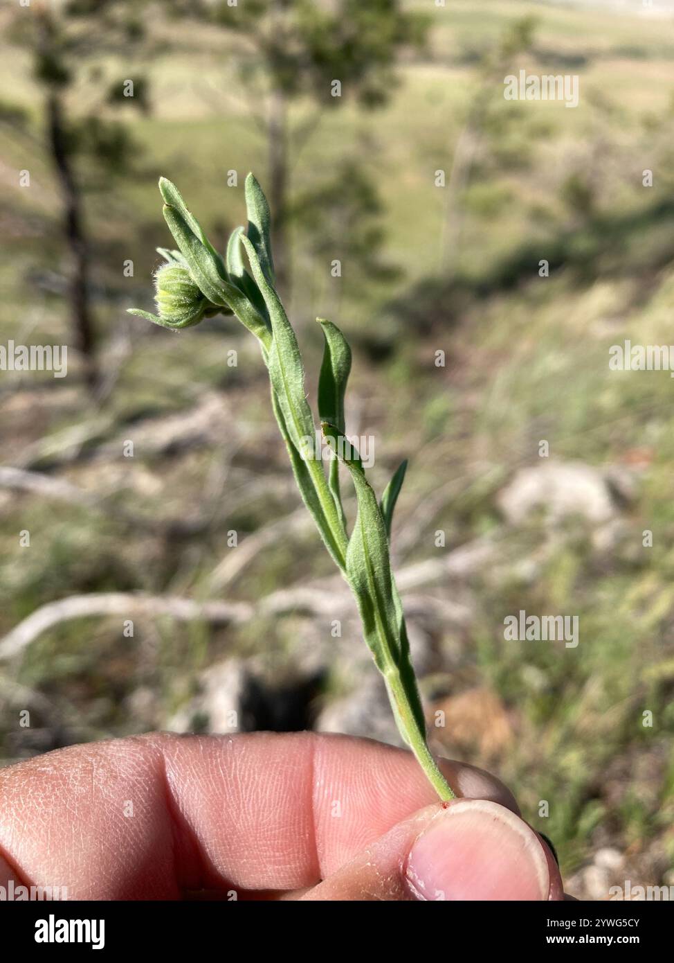 Caespitose Fleabane (Erigeron caespitosus Stock Photo - Alamy
