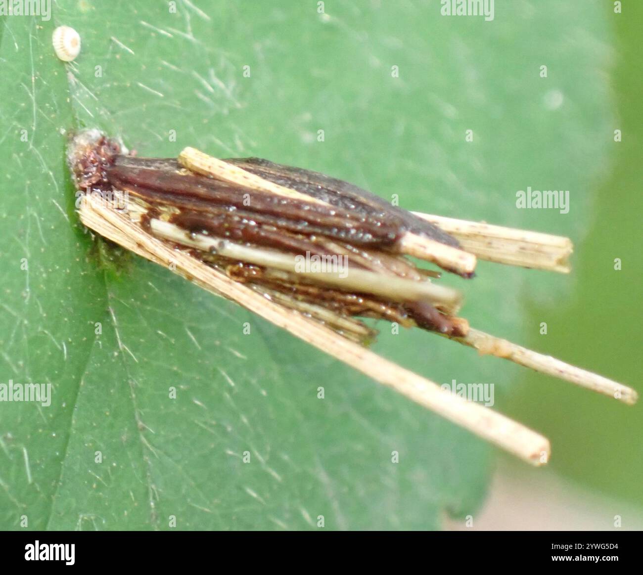 Common Bagworm Moth (Psyche casta Stock Photo - Alamy