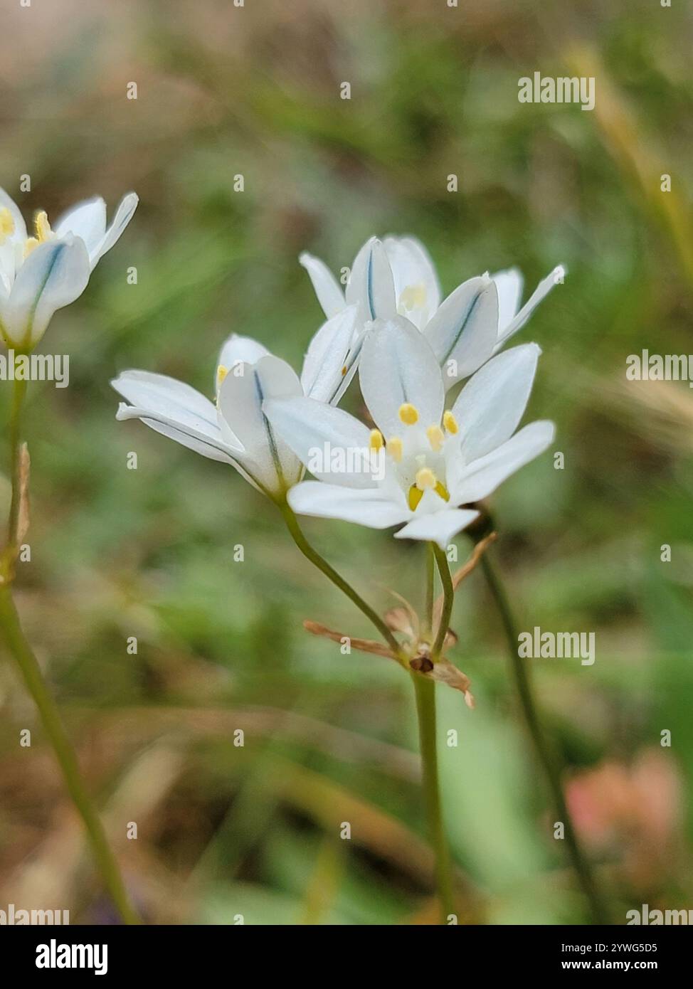 white brodiaea (Triteleia hyacinthina Stock Photo - Alamy