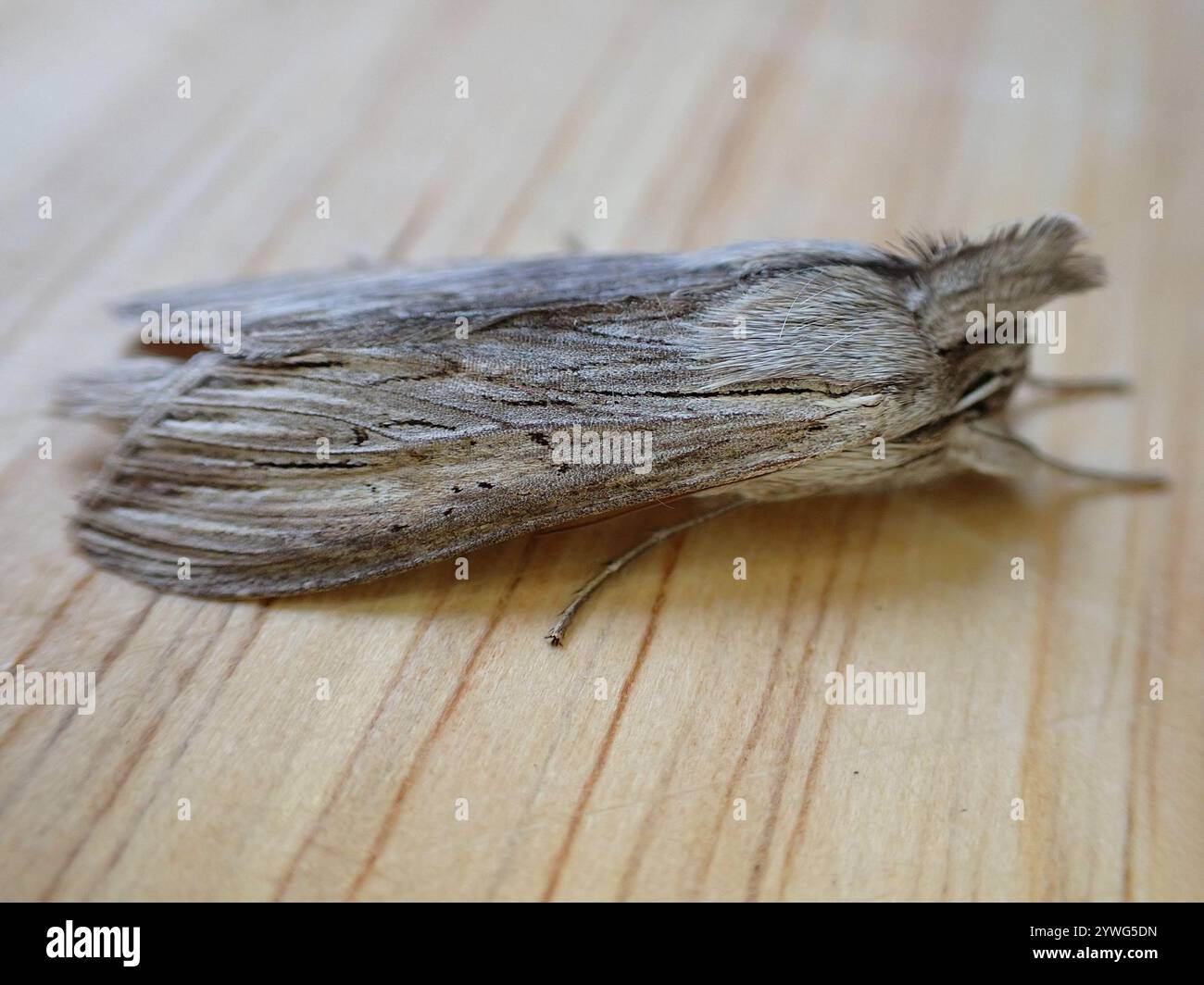 Shark Moth (Cucullia umbratica Stock Photo - Alamy