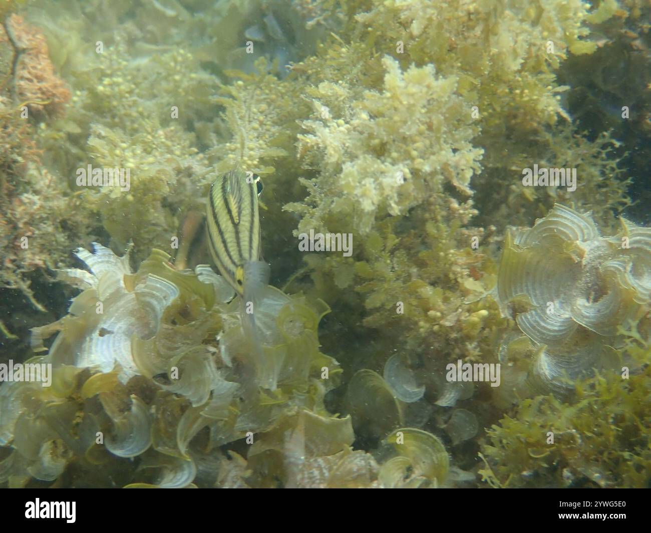 Fiveline Cardinalfish (Cheilodipterus quinquelineatus Stock Photo - Alamy