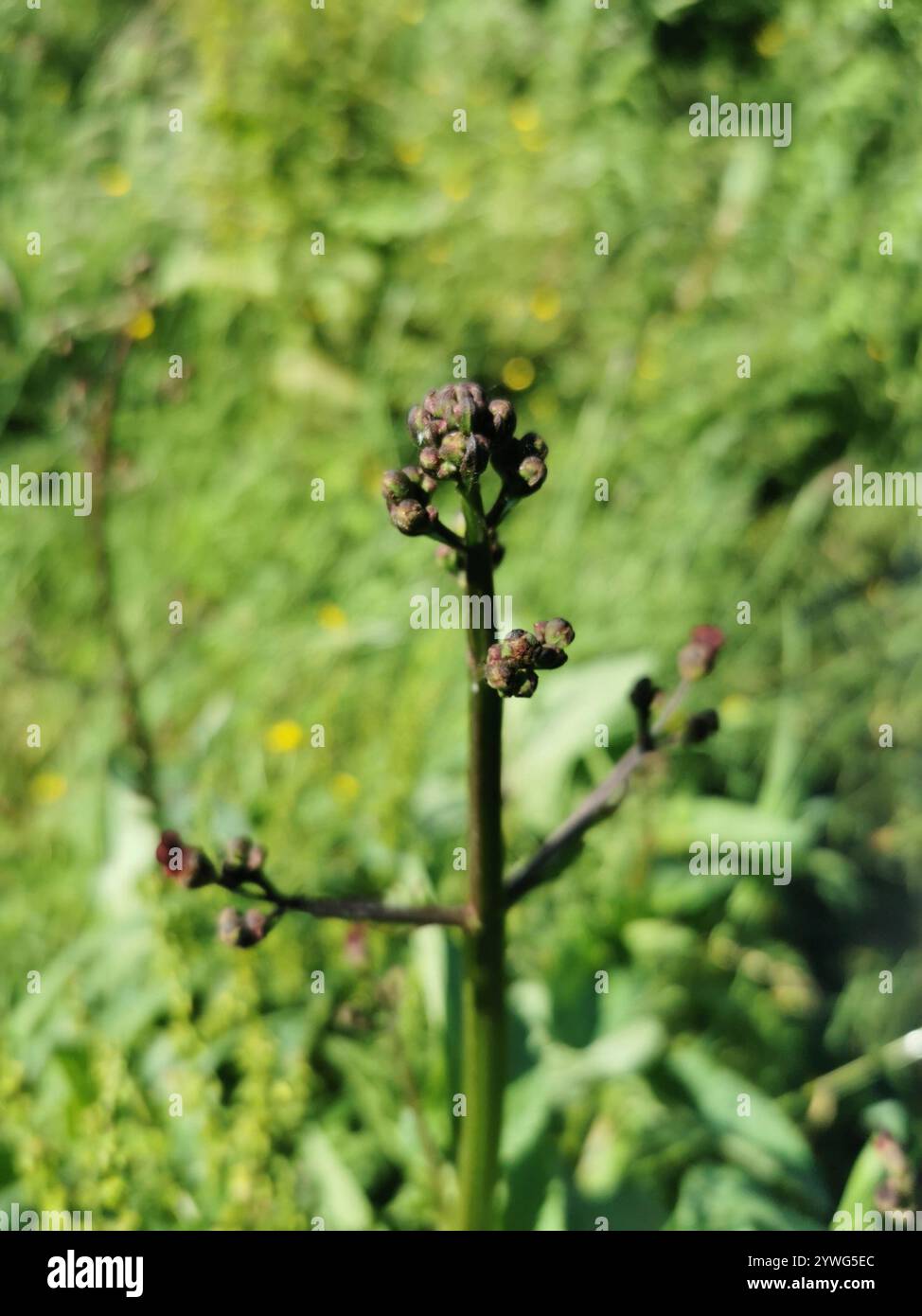 Water Figwort (Scrophularia auriculata Stock Photo - Alamy