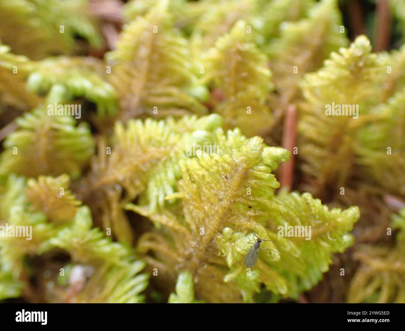 Ostrich-plume Moss (Ptilium crista-castrensis Stock Photo - Alamy