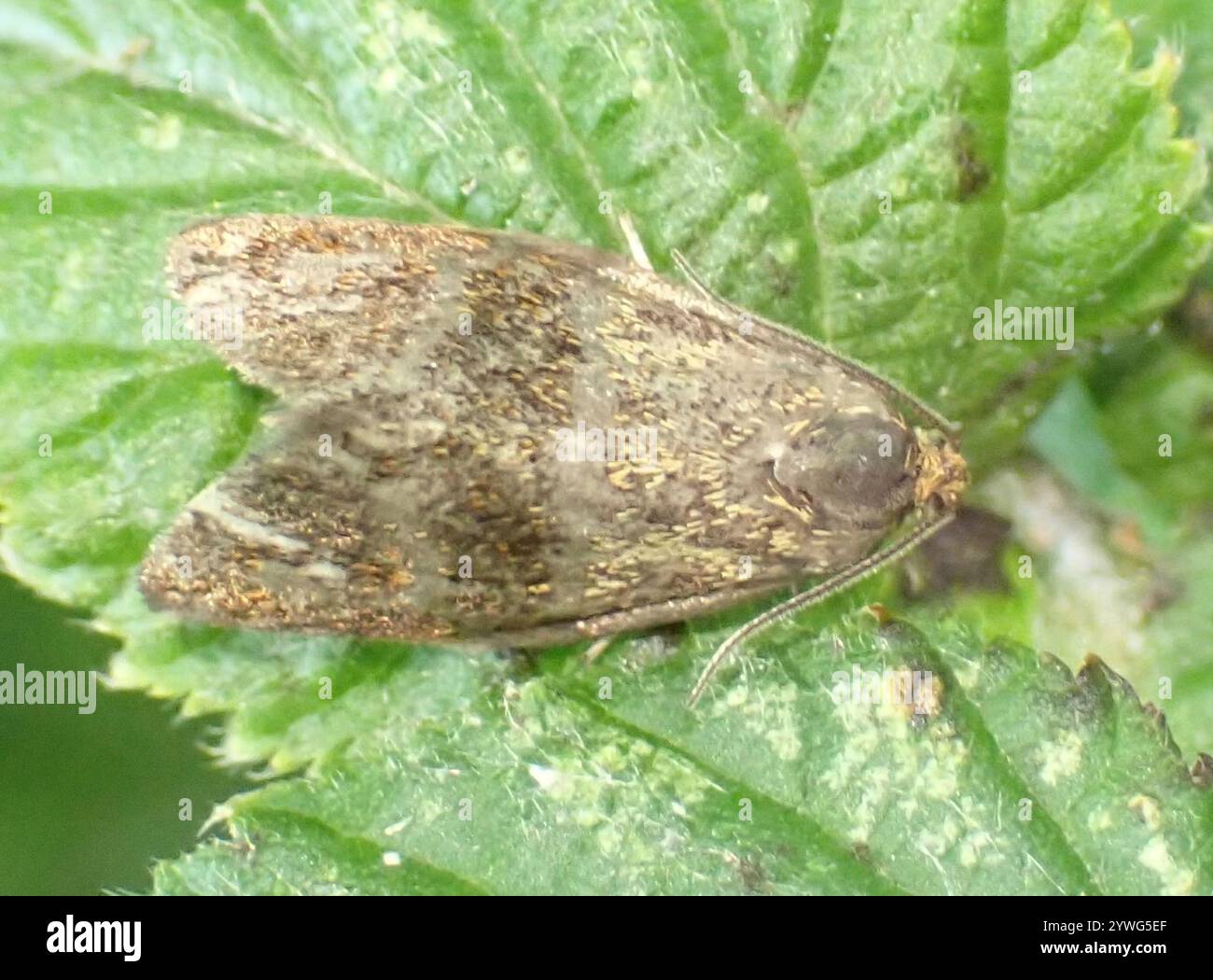 Brindled Tortrix (Ptycholoma lecheana Stock Photo - Alamy