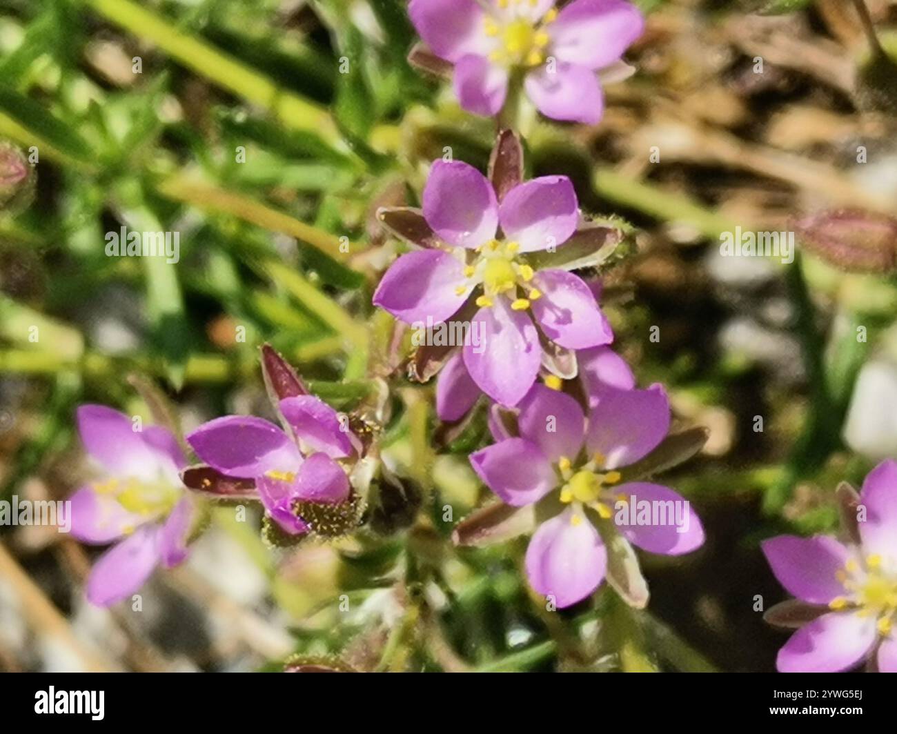 Red Sand Spurrey (Spergularia rubra Stock Photo - Alamy