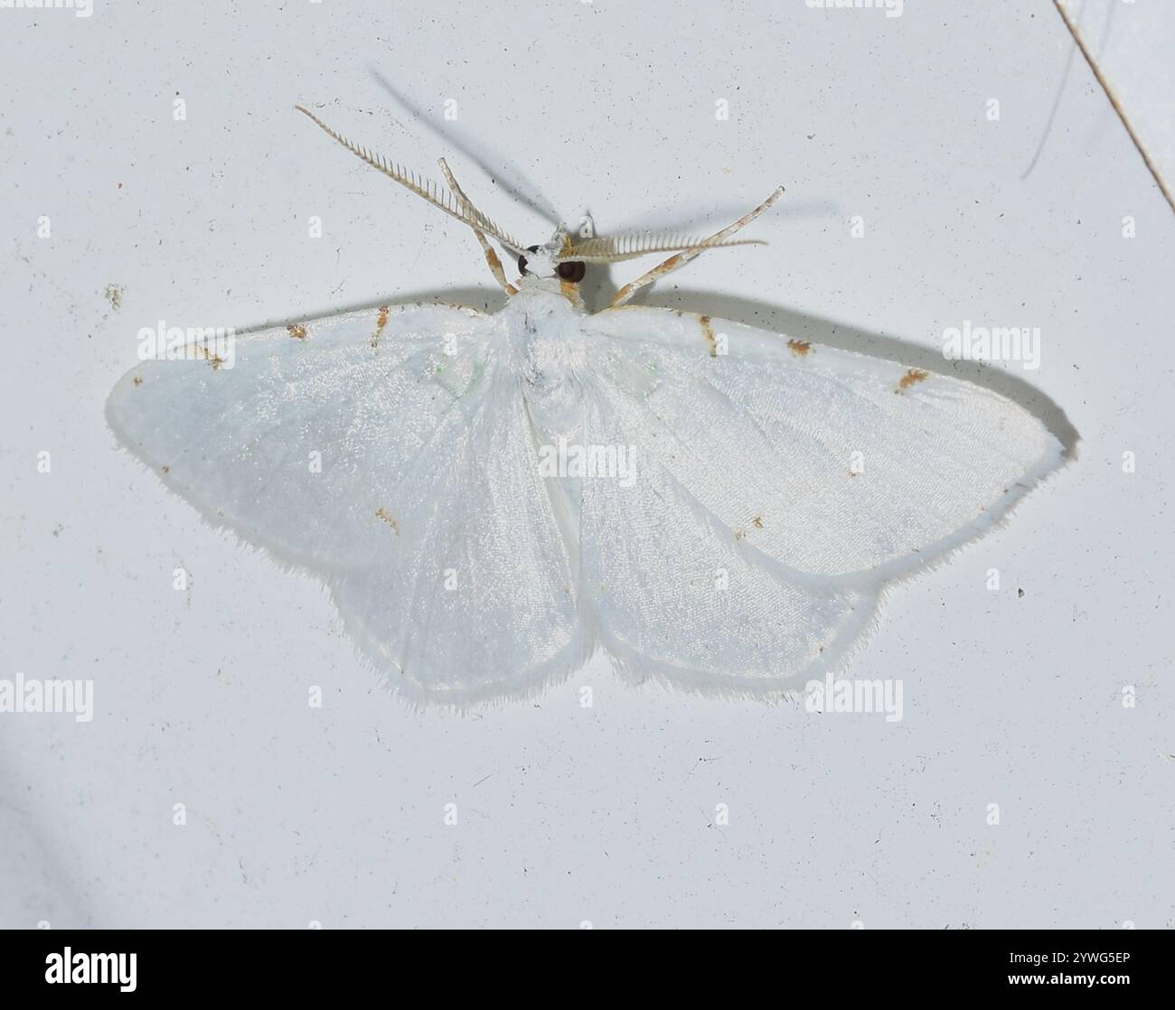 Lesser Maple Spanworm Moth (Macaria pustularia Stock Photo - Alamy