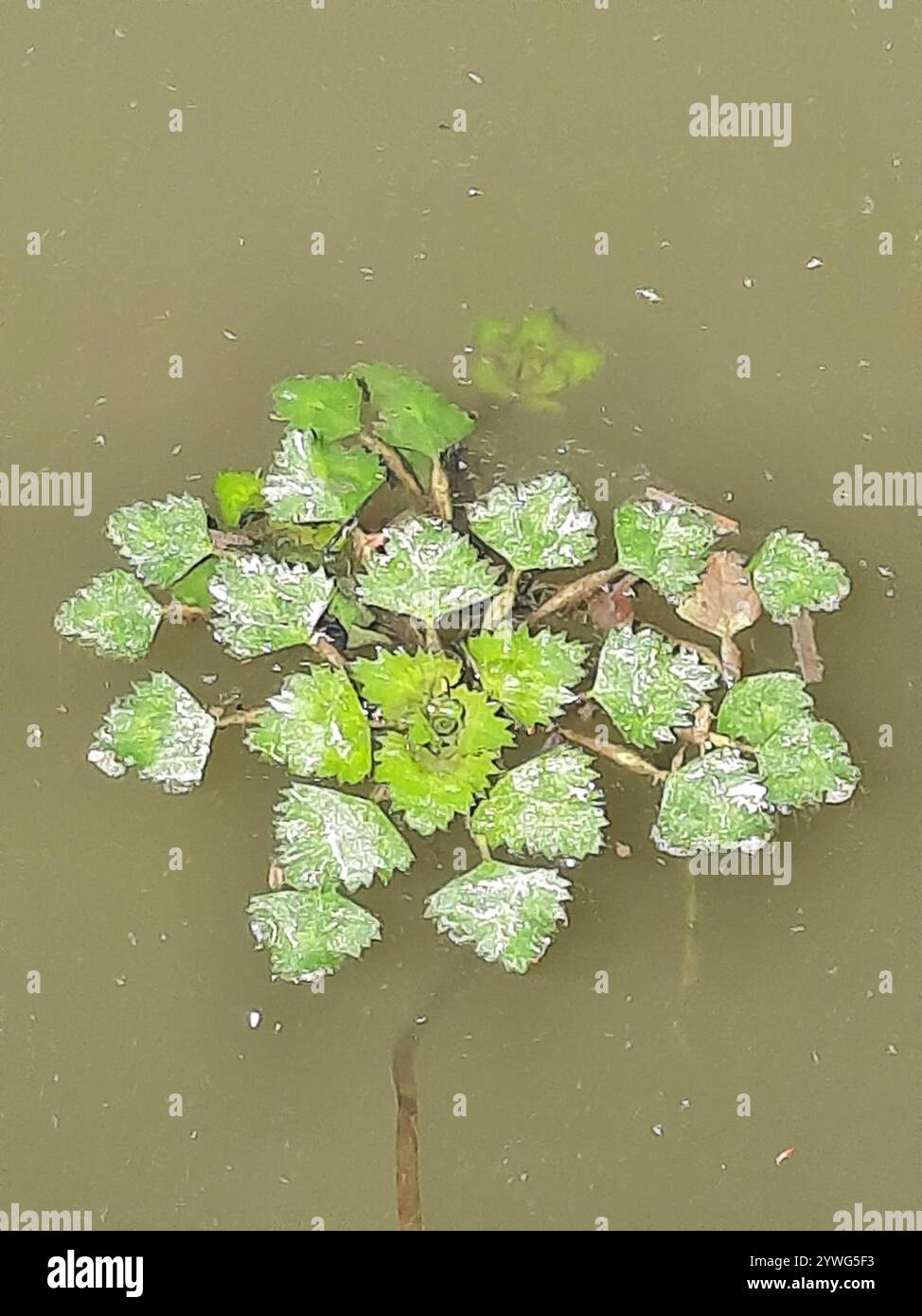 Water caltrop (Trapa natans Stock Photo - Alamy