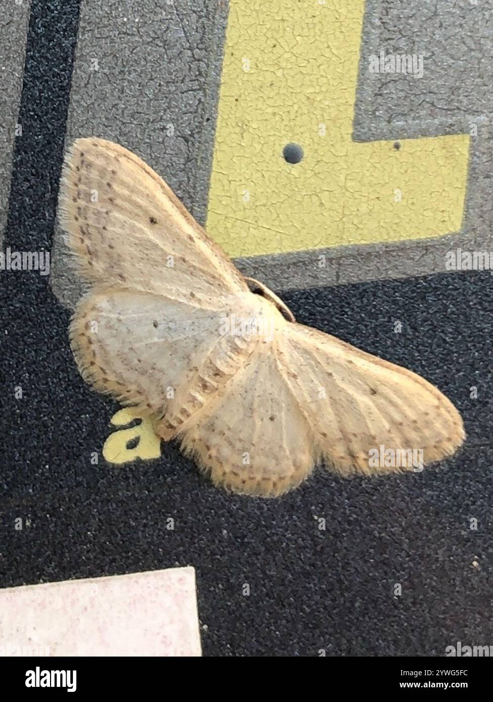Small Dusty Wave (Idaea seriata Stock Photo - Alamy