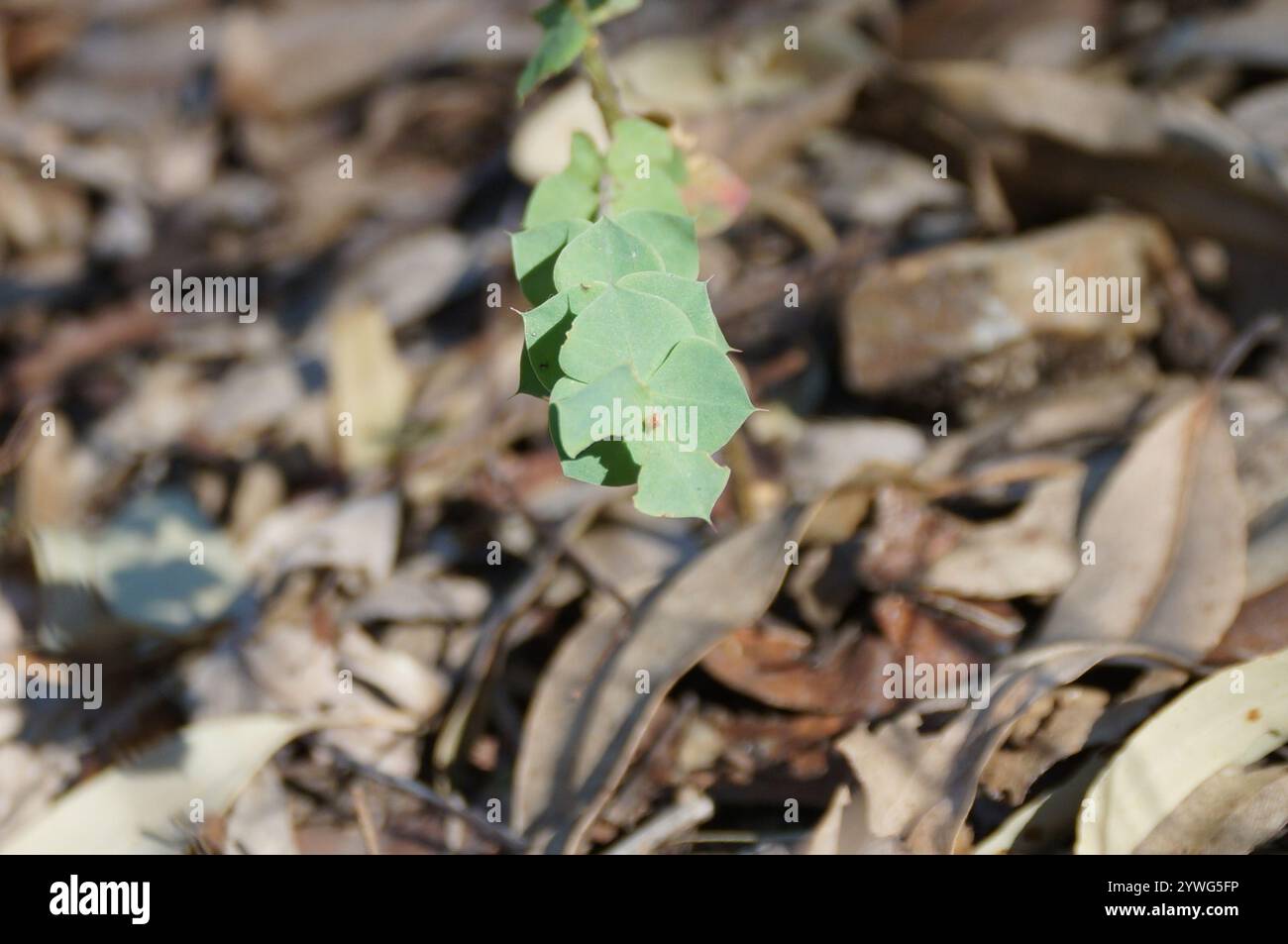 spiny bush-pea (Pultenaea spinosa Stock Photo - Alamy