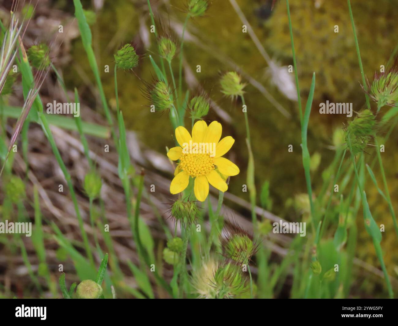 common woolly sunflower (Eriophyllum lanatum Stock Photo - Alamy