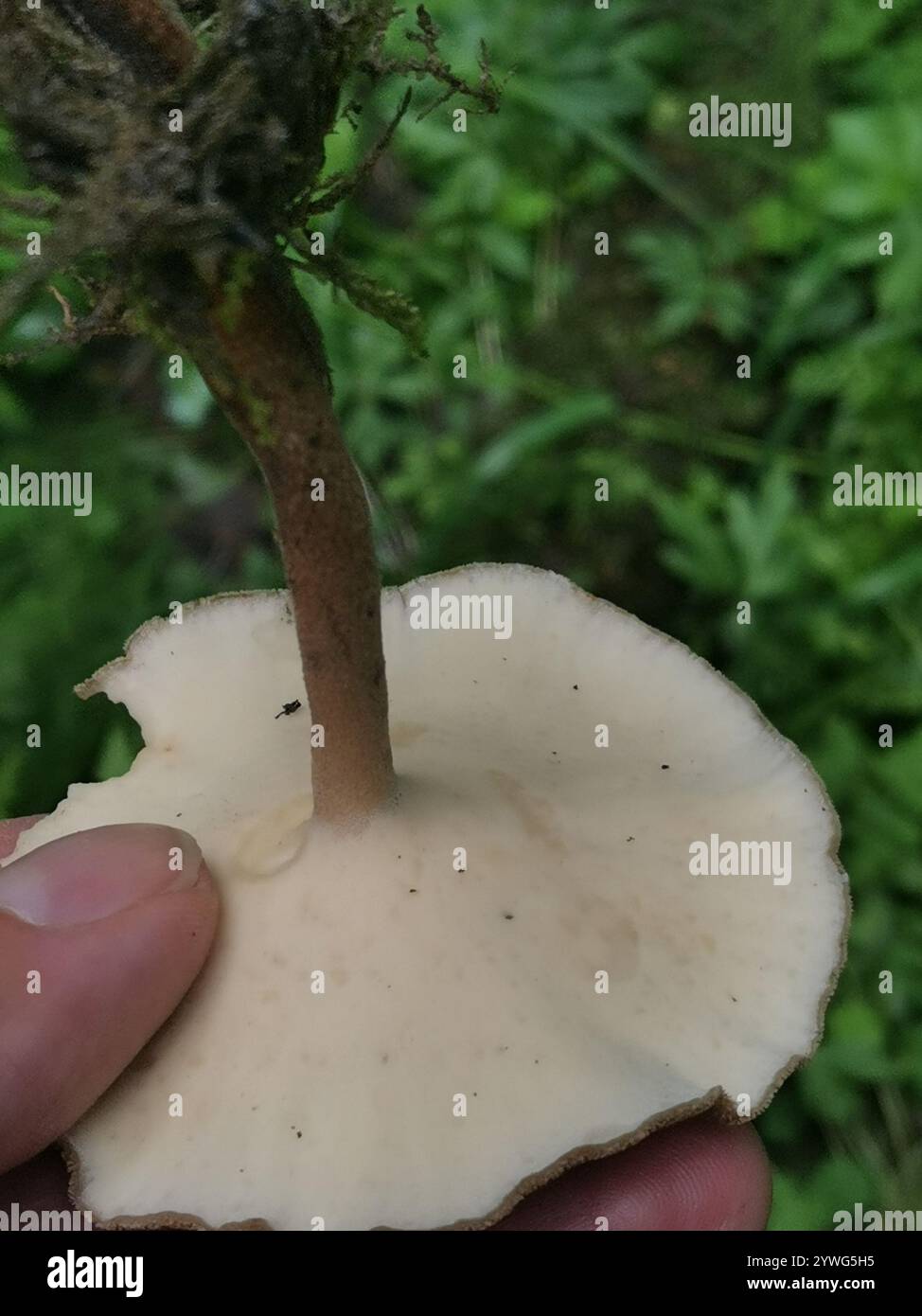 Lentinus substrictus hi-res stock photography and images - Alamy
