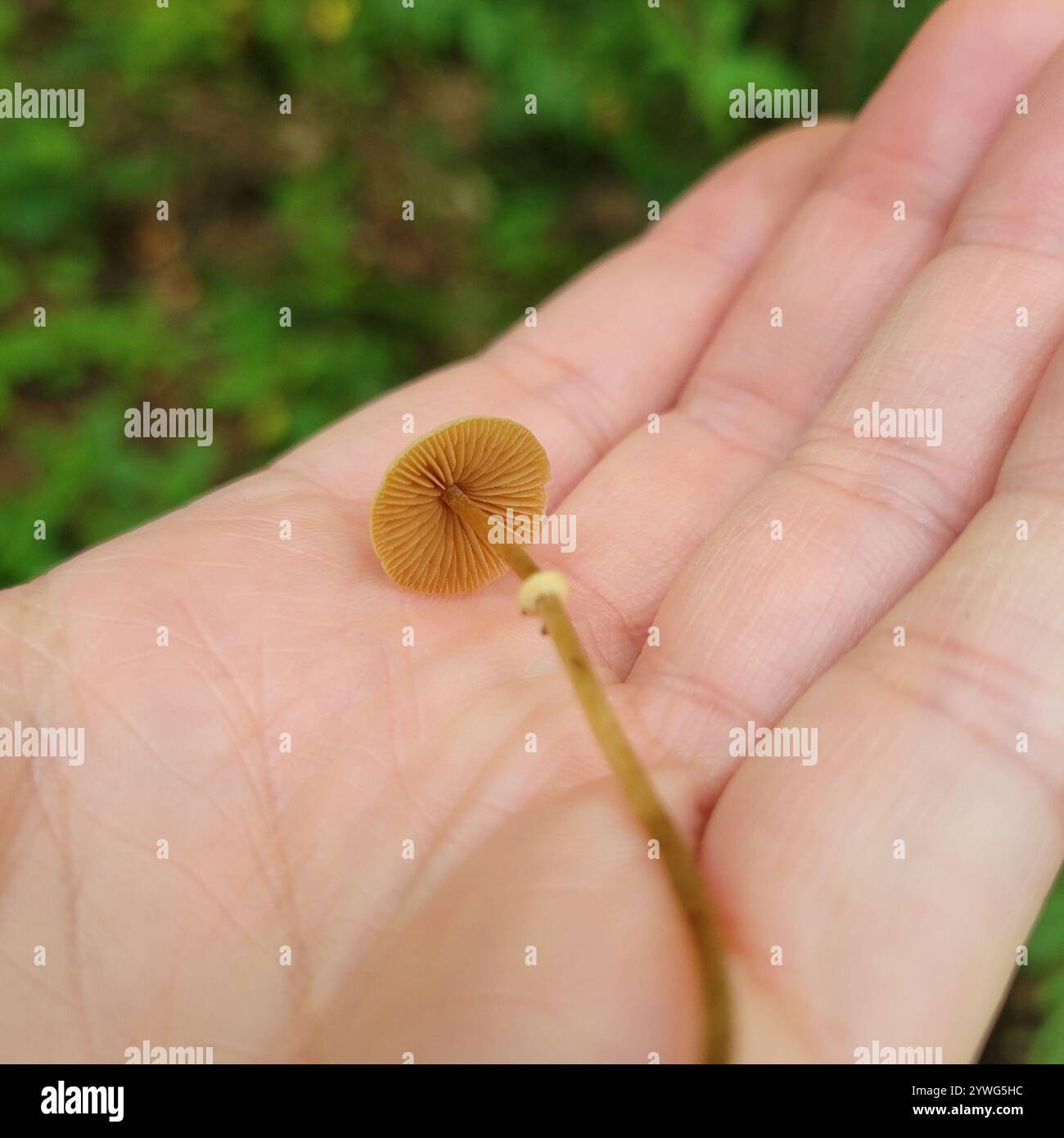 Pholiotina rugosa hi-res stock photography and images - Alamy