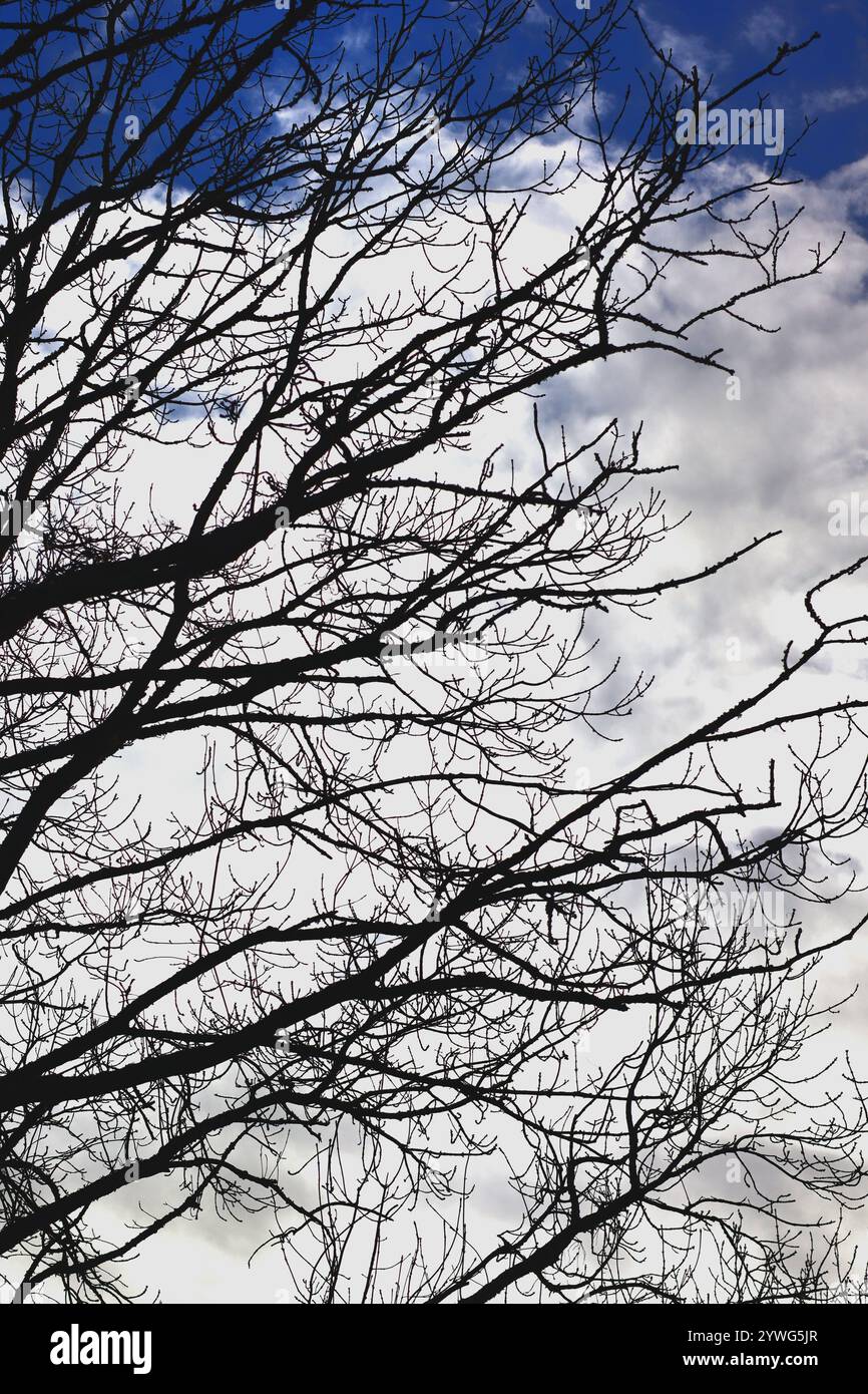 Tree branches reaching blue sky hi-res stock photography and images - Alamy