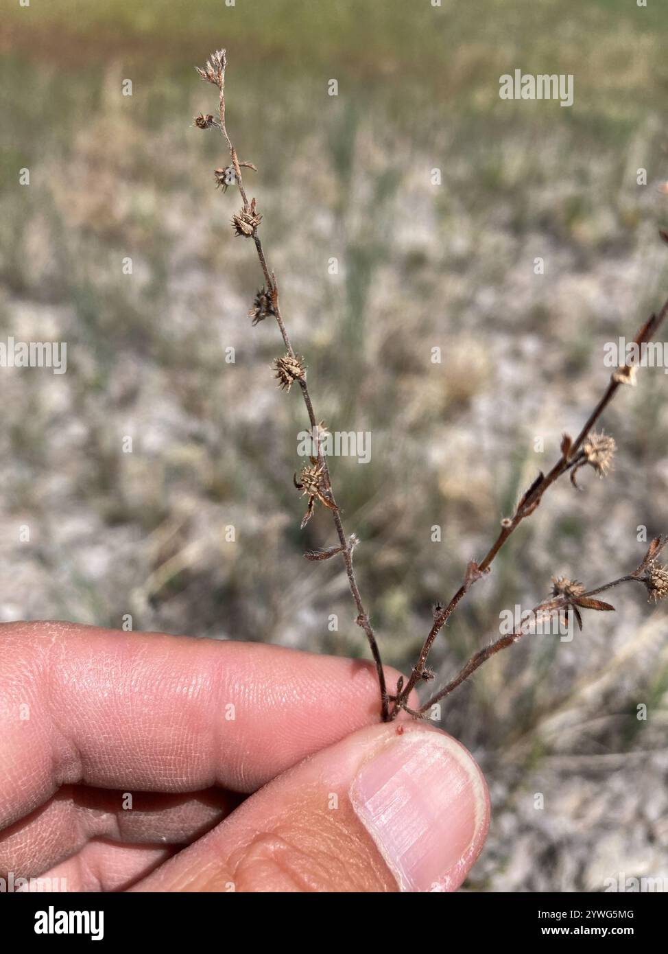 Flatspine Stickseed (Lappula occidentalis Stock Photo - Alamy