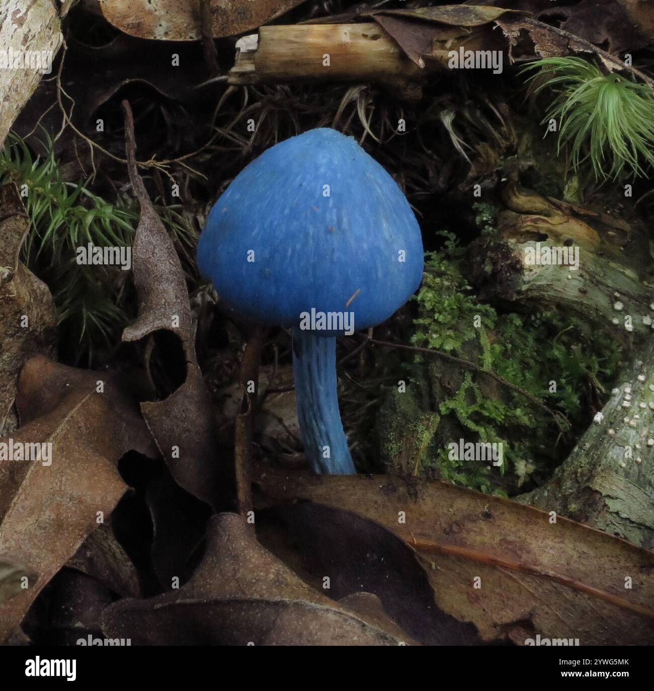 blue pinkgill (Entoloma hochstetteri Stock Photo - Alamy