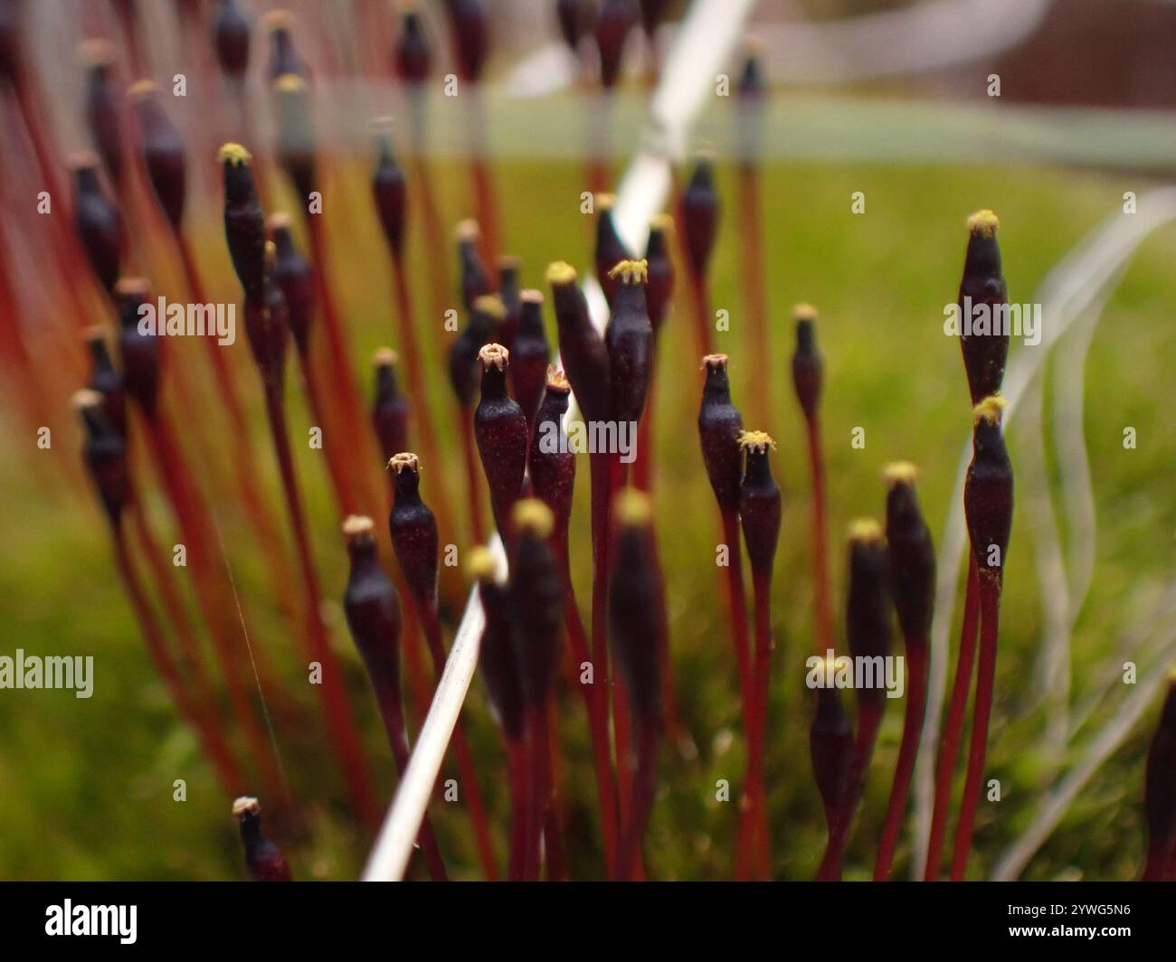 Slender Cruet-moss (Tetraplodon mnioides Stock Photo - Alamy