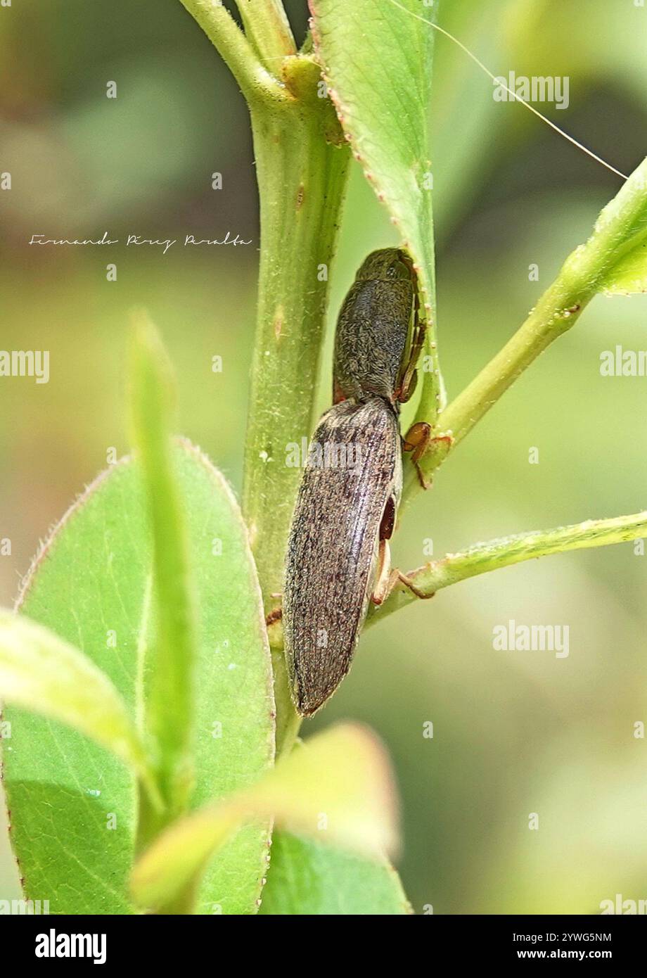 Click Beetles (Elateridae Stock Photo - Alamy