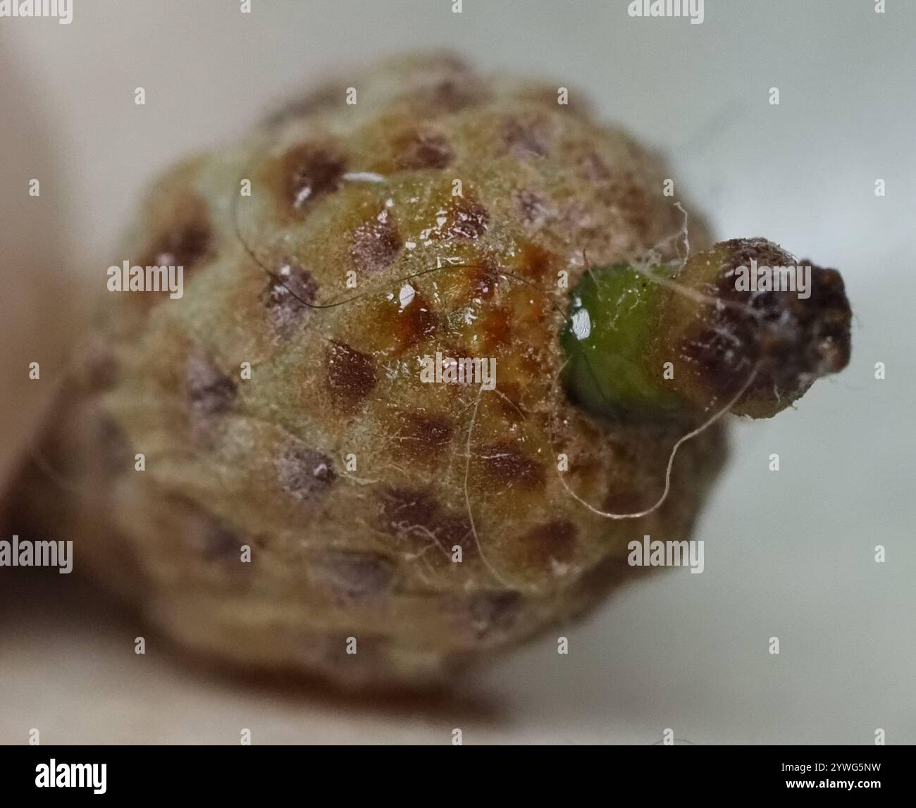 Oak Gall Wasps (Cynipini Stock Photo - Alamy