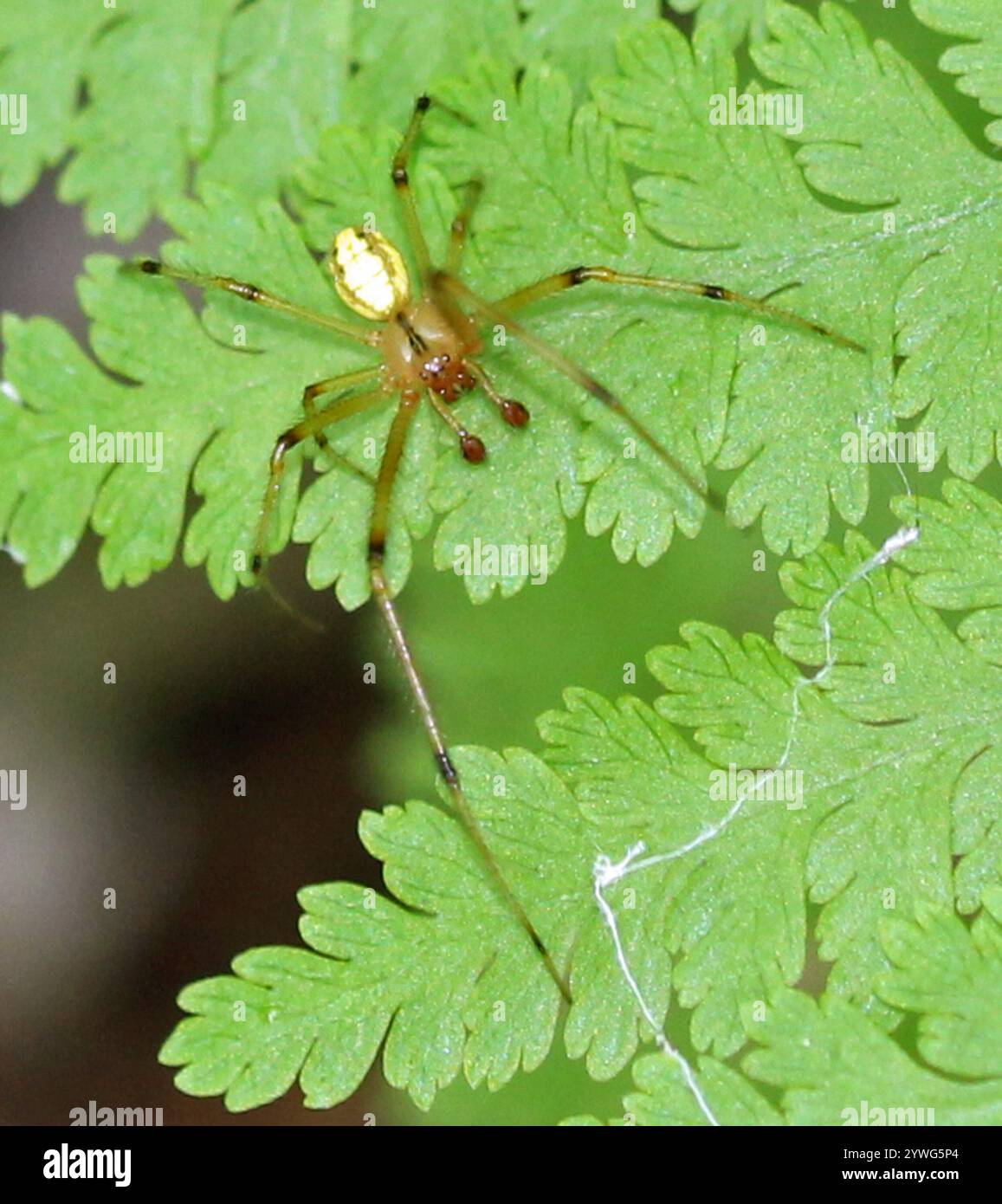Comb-footed Spiders (Theridiidae Stock Photo - Alamy