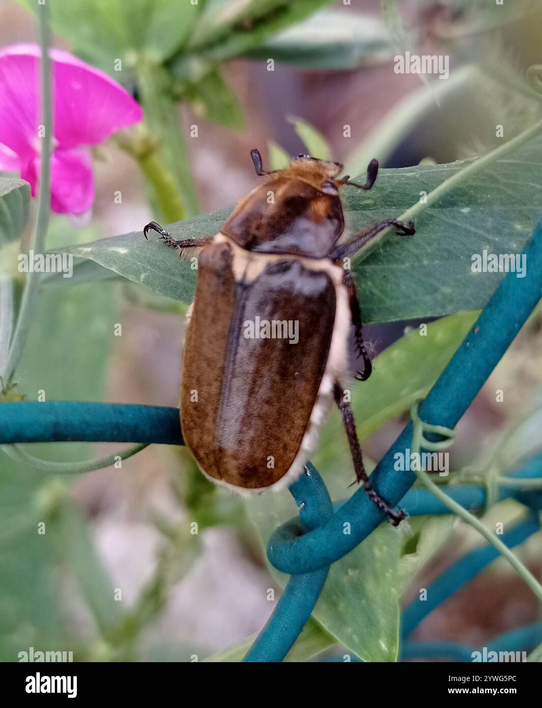 Anoxia hi-res stock photography and images - Alamy