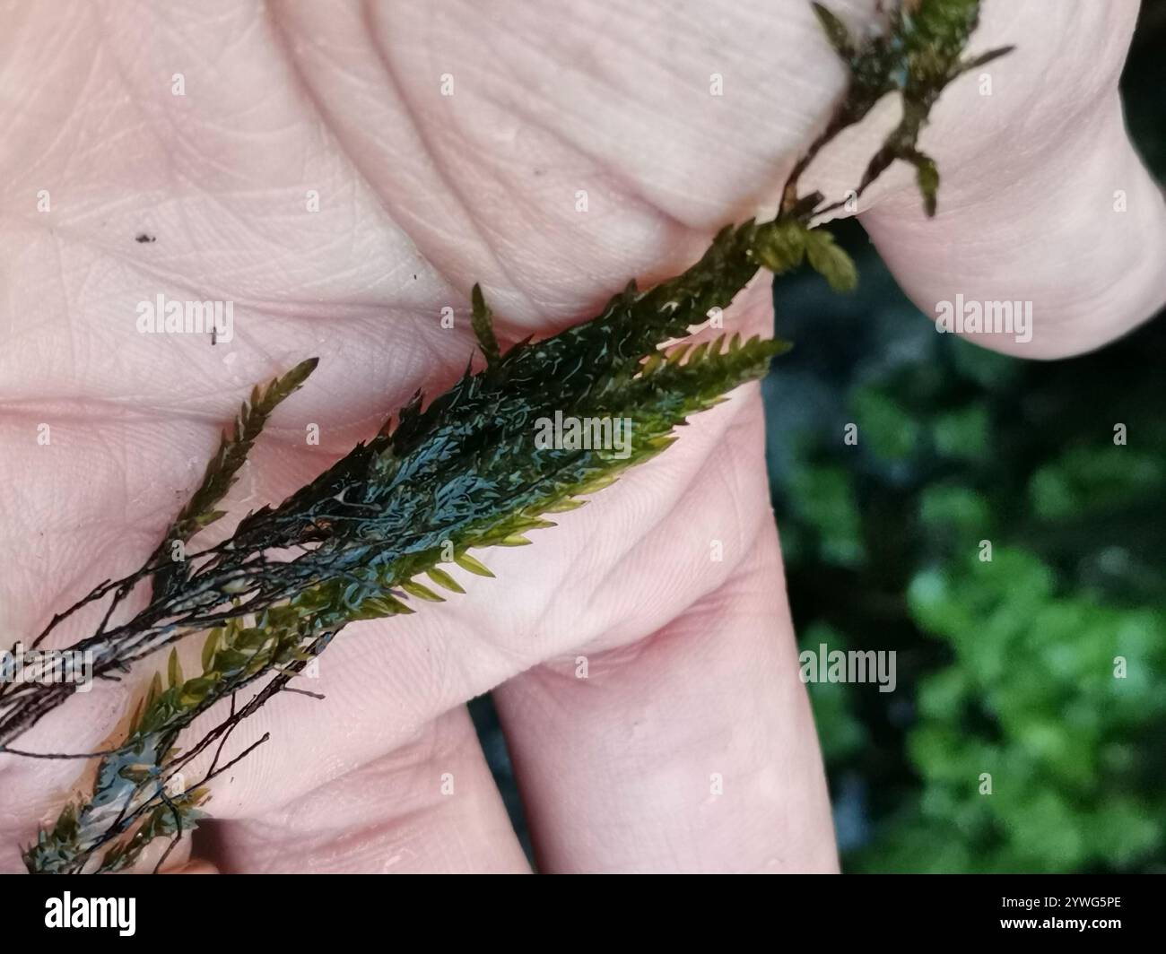 Willow Moss (Fontinalis antipyretica Stock Photo - Alamy