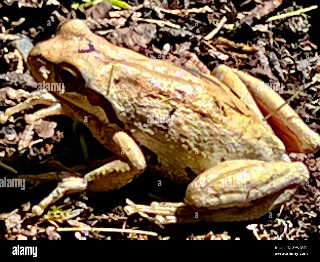 Pacific chorus frog (Pseudacris regilla Stock Photo - Alamy