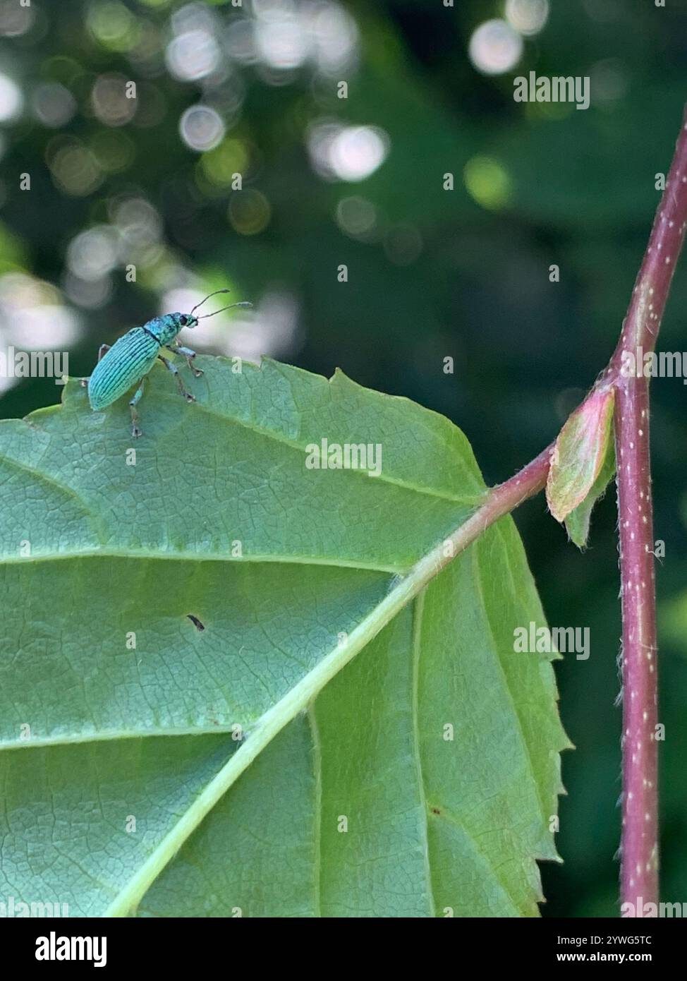 Green Immigrant Leaf Weevil (Polydrusus formosus Stock Photo - Alamy