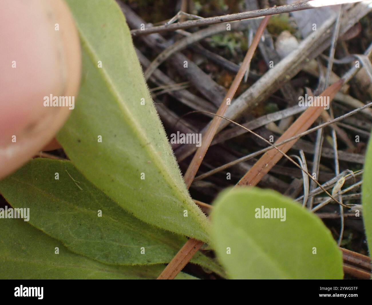 Slender hawkweed hi-res stock photography and images - Alamy