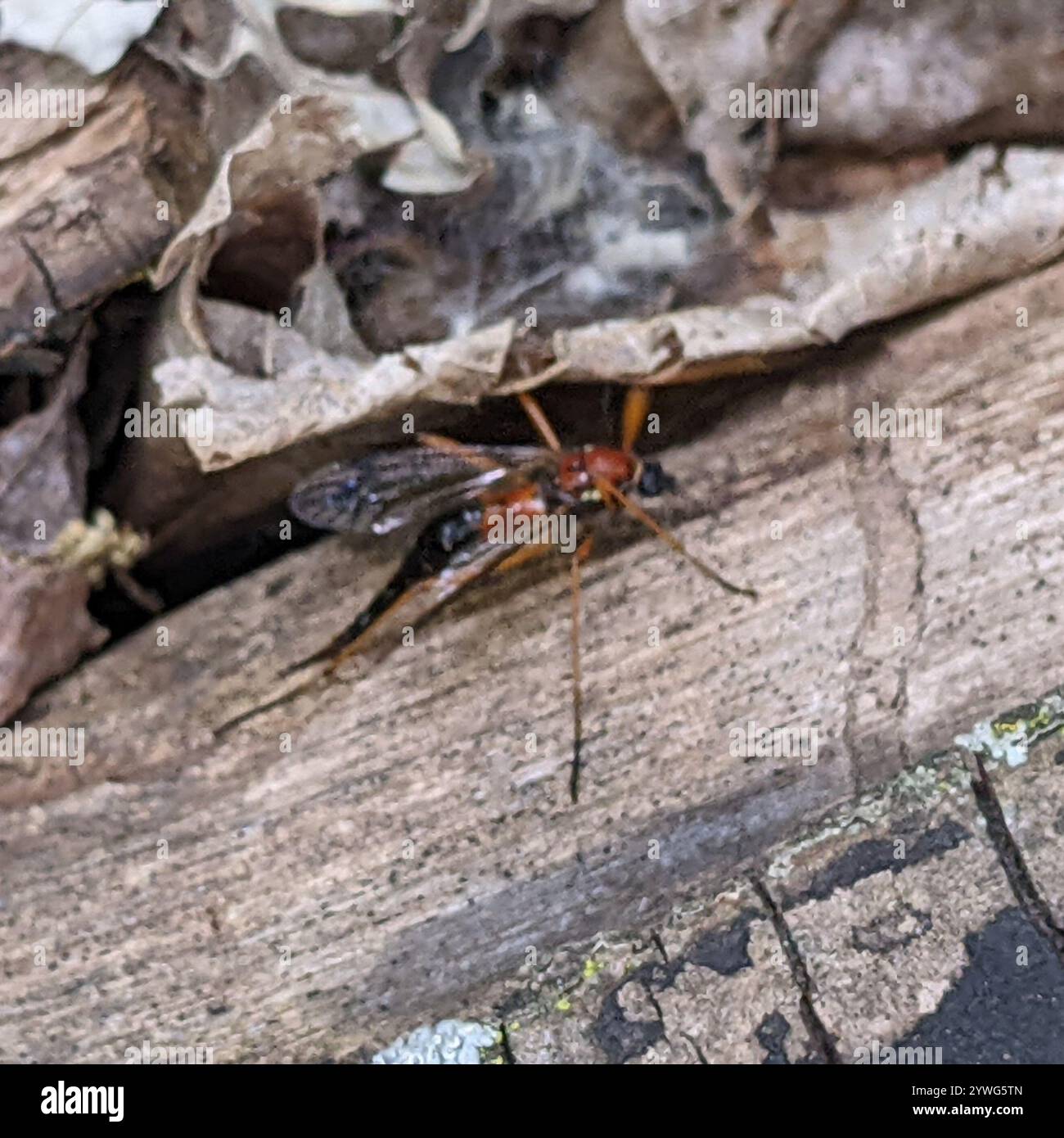 Antlered Crane Fly (Tanyptera dorsalis Stock Photo - Alamy