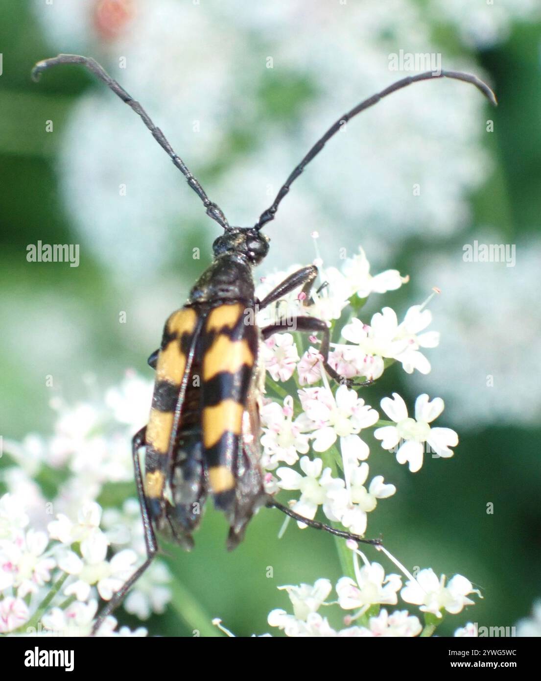 four-banded longhorn beetle (Leptura quadrifasciata Stock Photo - Alamy