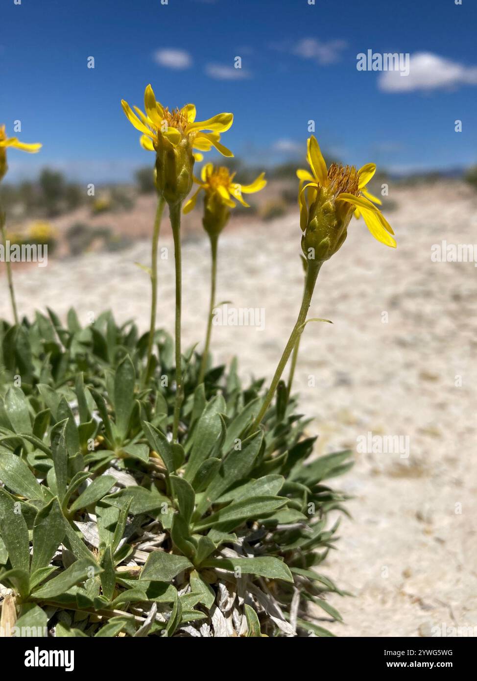 Thrift Mock Goldenweed (Stenotus armerioides Stock Photo - Alamy
