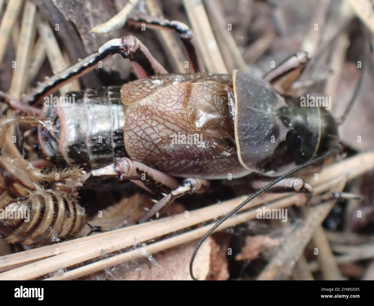 Great Grig (Cyphoderris monstrosa Stock Photo - Alamy
