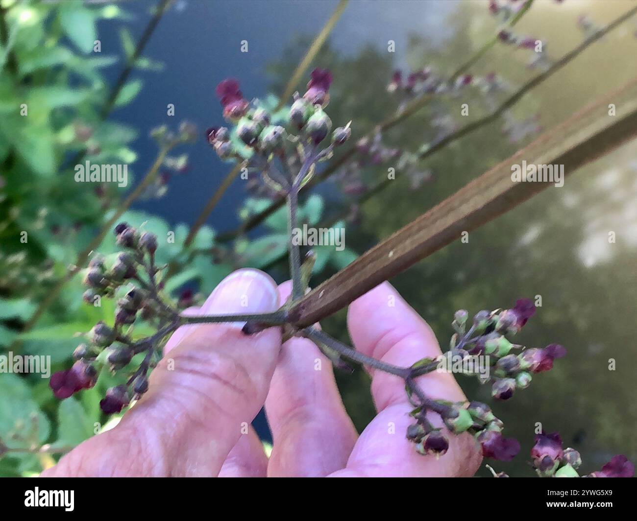 Water Figwort (Scrophularia auriculata Stock Photo - Alamy