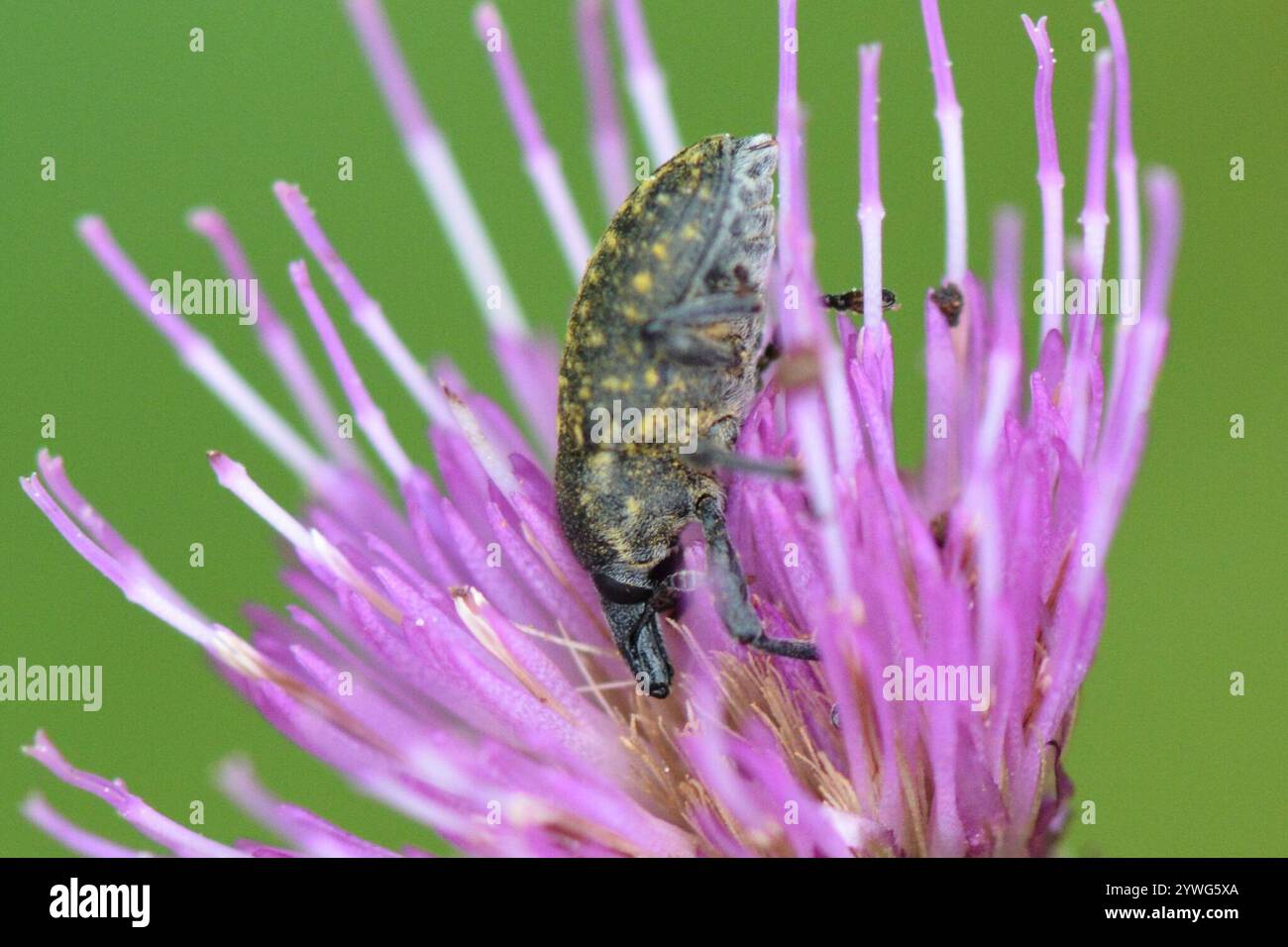 Turbine Cylindrical Weevil (Larinus turbinatus Stock Photo - Alamy