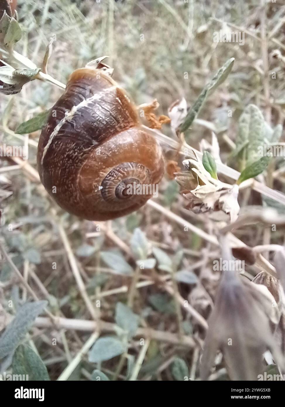 Spanish Snail (Otala punctata Stock Photo - Alamy