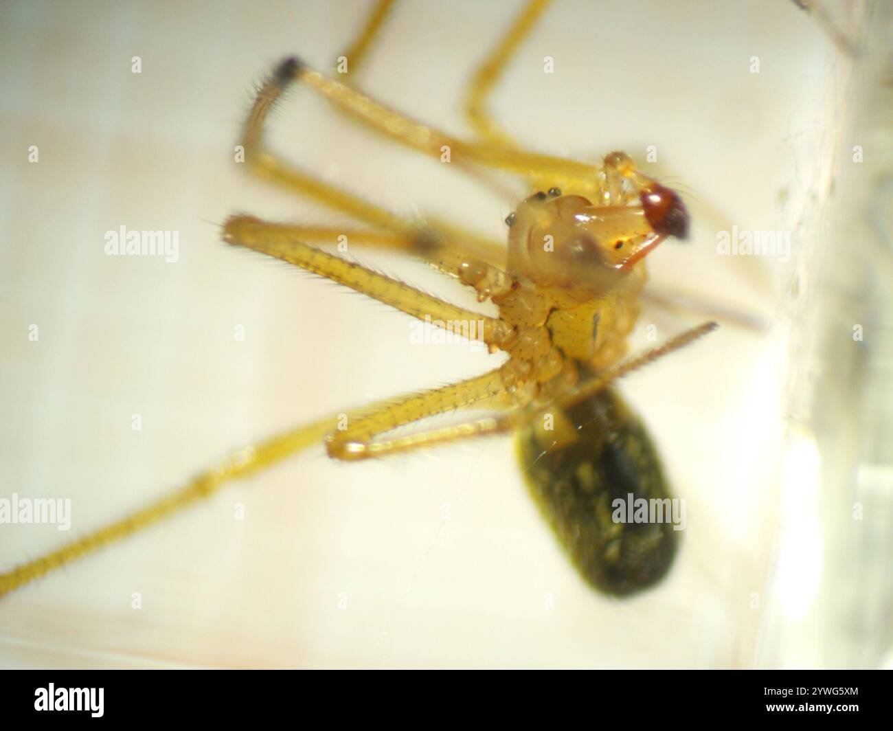 Candy-striped Spider complex (Enoplognatha ovata Stock Photo - Alamy