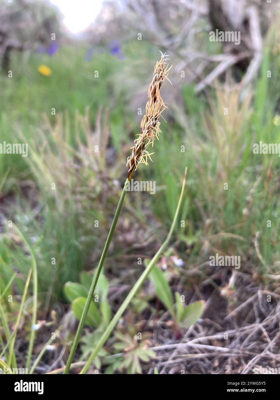 Needleleaf sedge (Carex duriuscula Stock Photo - Alamy