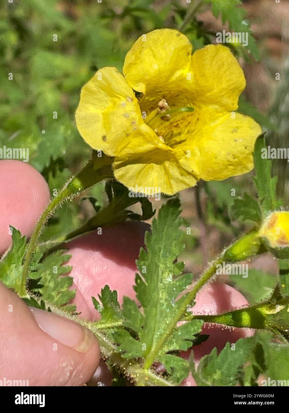 Combleaf Yellow False Foxglove (Aureolaria pectinata Stock Photo - Alamy