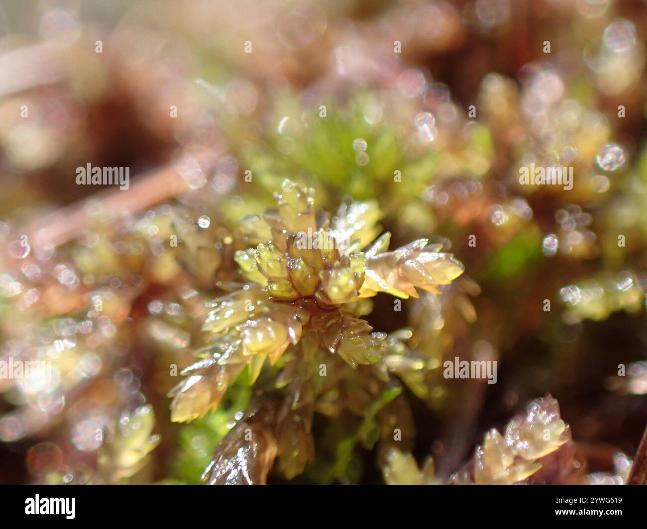 Sphagnum mosses (Sphagnum Stock Photo - Alamy