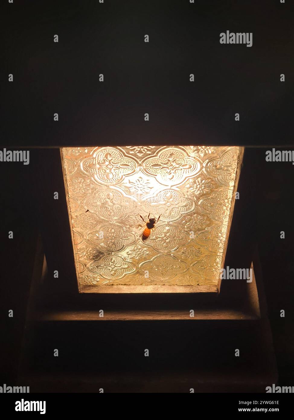 Giant Honey Bee (Apis dorsata Stock Photo - Alamy